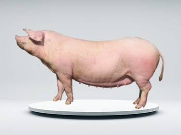 Biriba's - Genética de Suínos | BP 300 LANDRACE P.O.