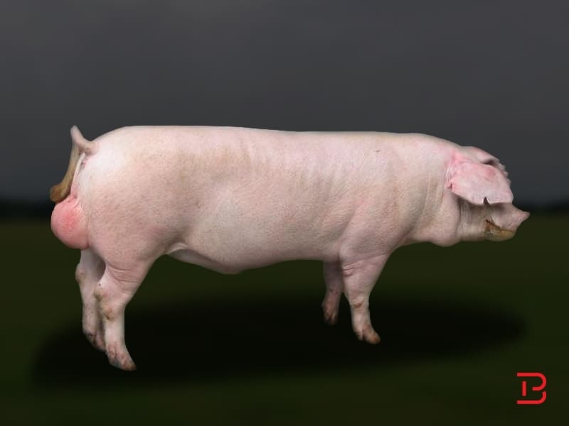 Biriba's - Genética de Suínos | BP 300 LANDRACE P.O. - MACHO